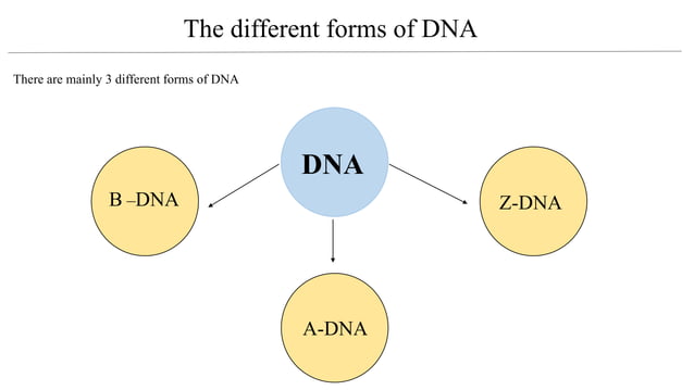 Different Forms of DNA | PPT
