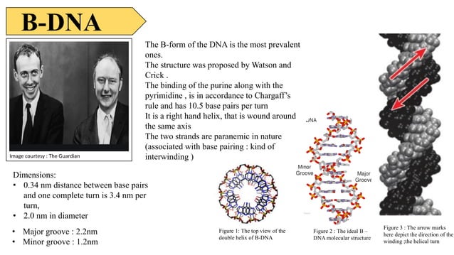 Different Forms of DNA | PDF | Genetics | Science