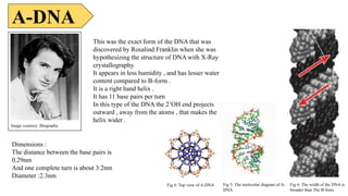 Different Forms of DNA | PDF