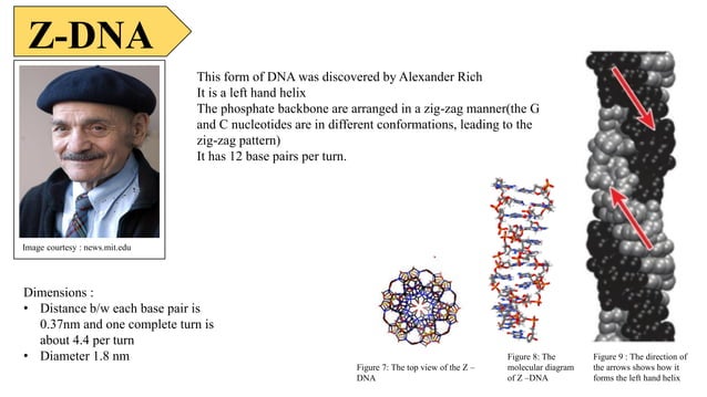 Different Forms of DNA | PDF | Genetics | Science