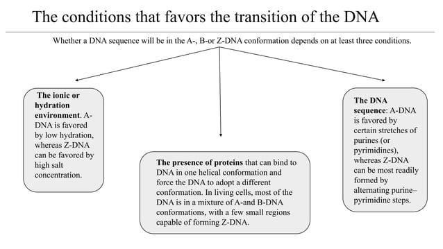 Different Forms of DNA | PDF | Genetics | Science