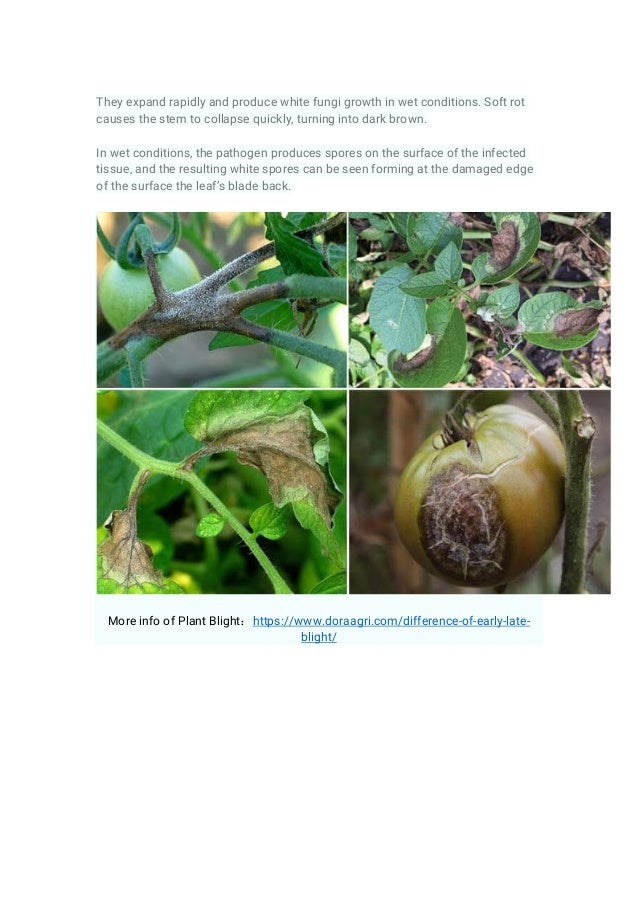 Different symptoms of early blight and late blight