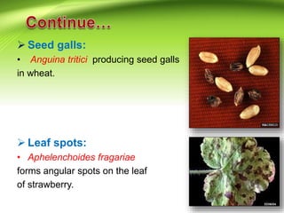 Different type of nematodes & their symptoms | PPTX