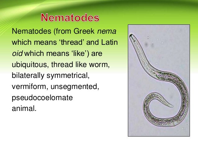 Different type of nematodes & their symptoms