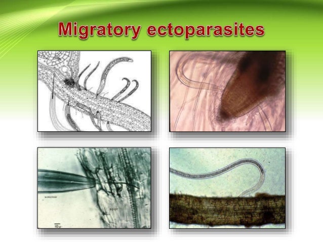 Different type of nematodes & their symptoms