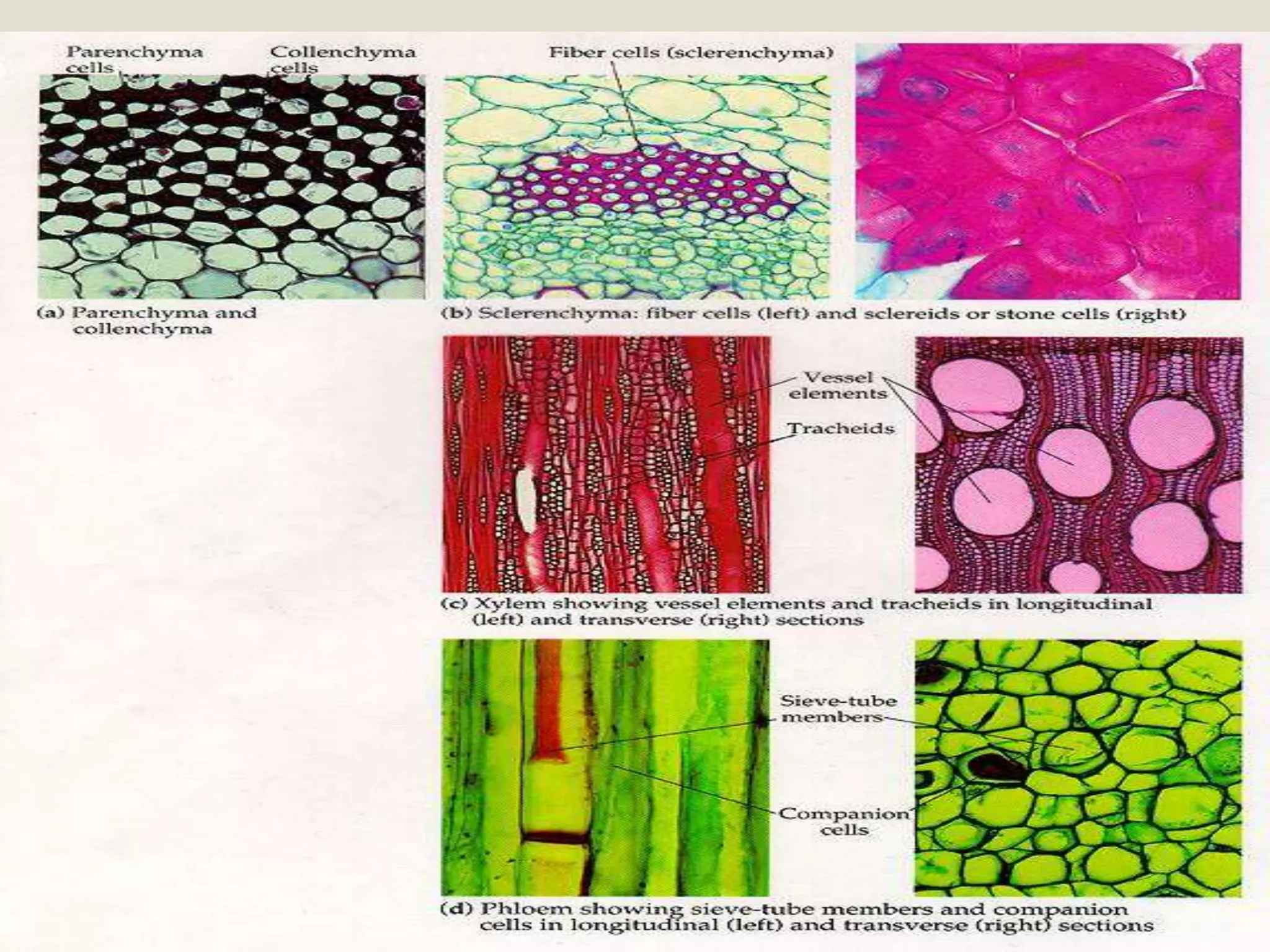 Different type of plant cell in tissue system of plant | PPTX