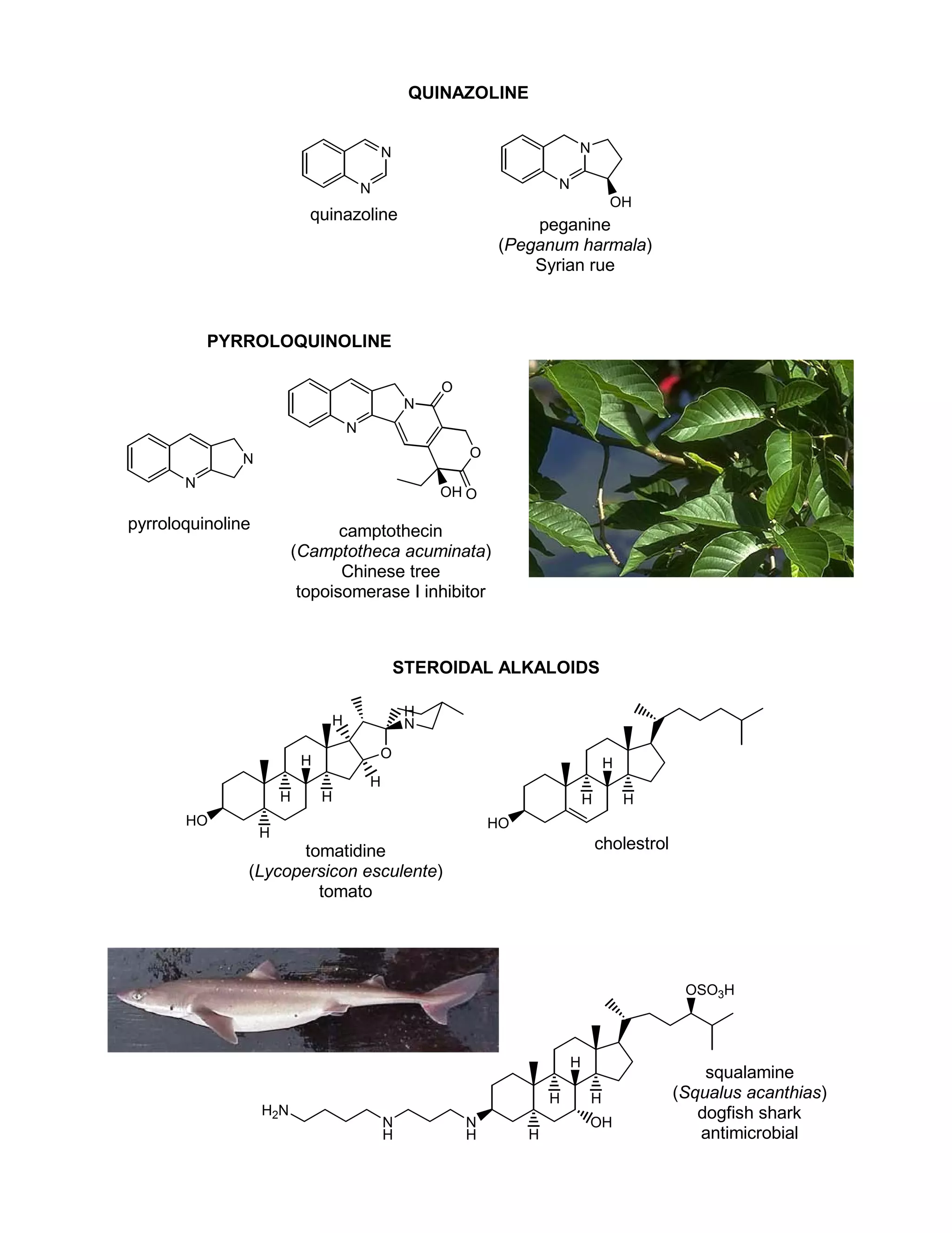 ALKALOIDS.pdf