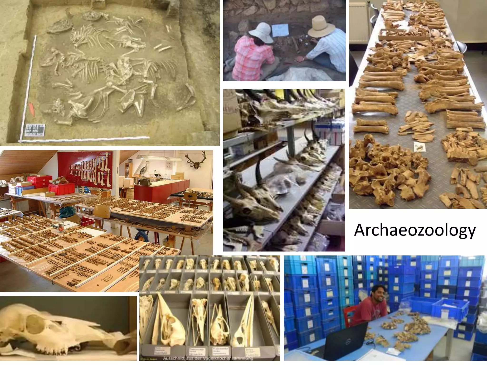 Different types of Archaeology | PPTX