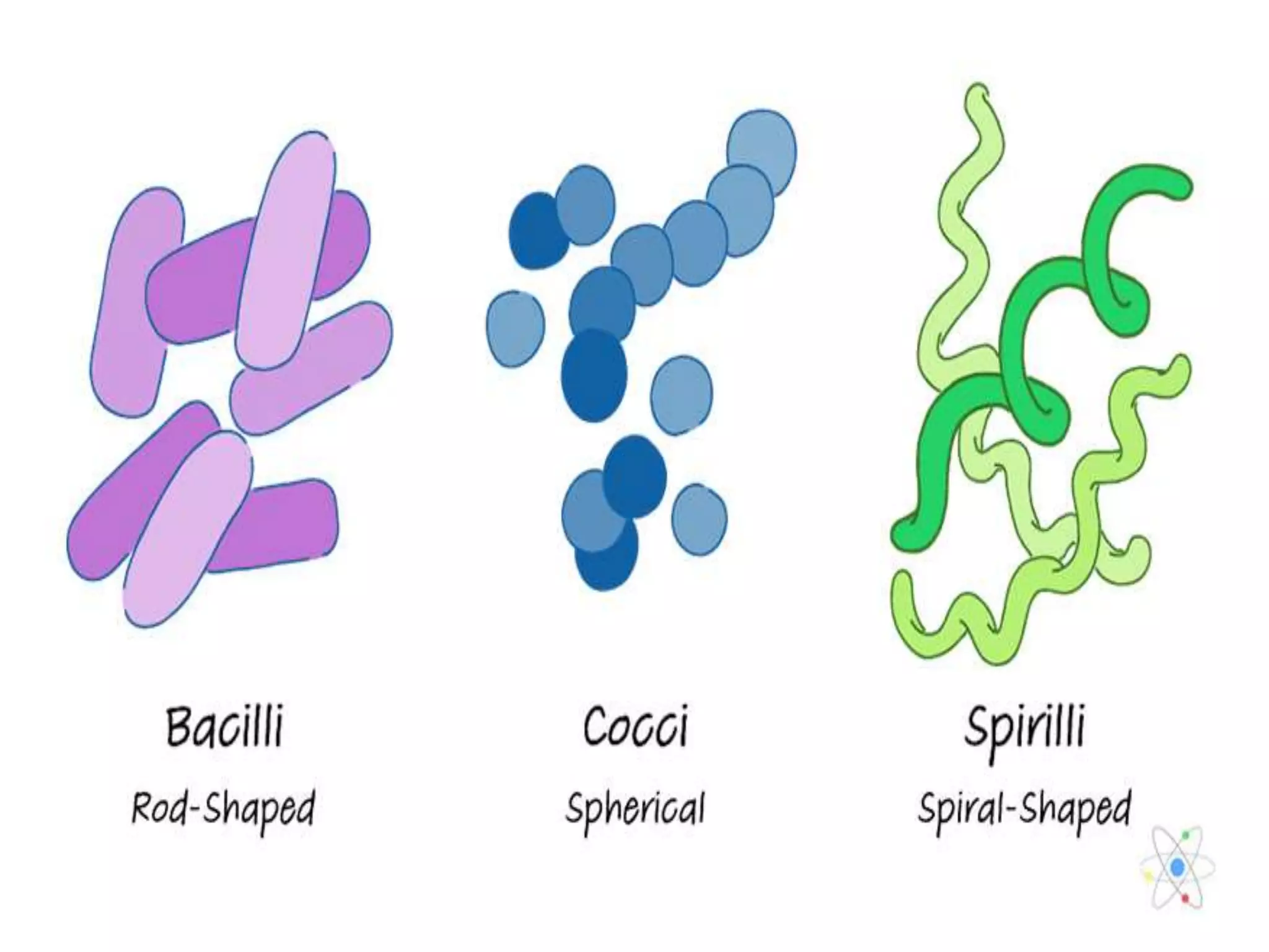 Different types of bacterial shape , cell size and its significance | PPT