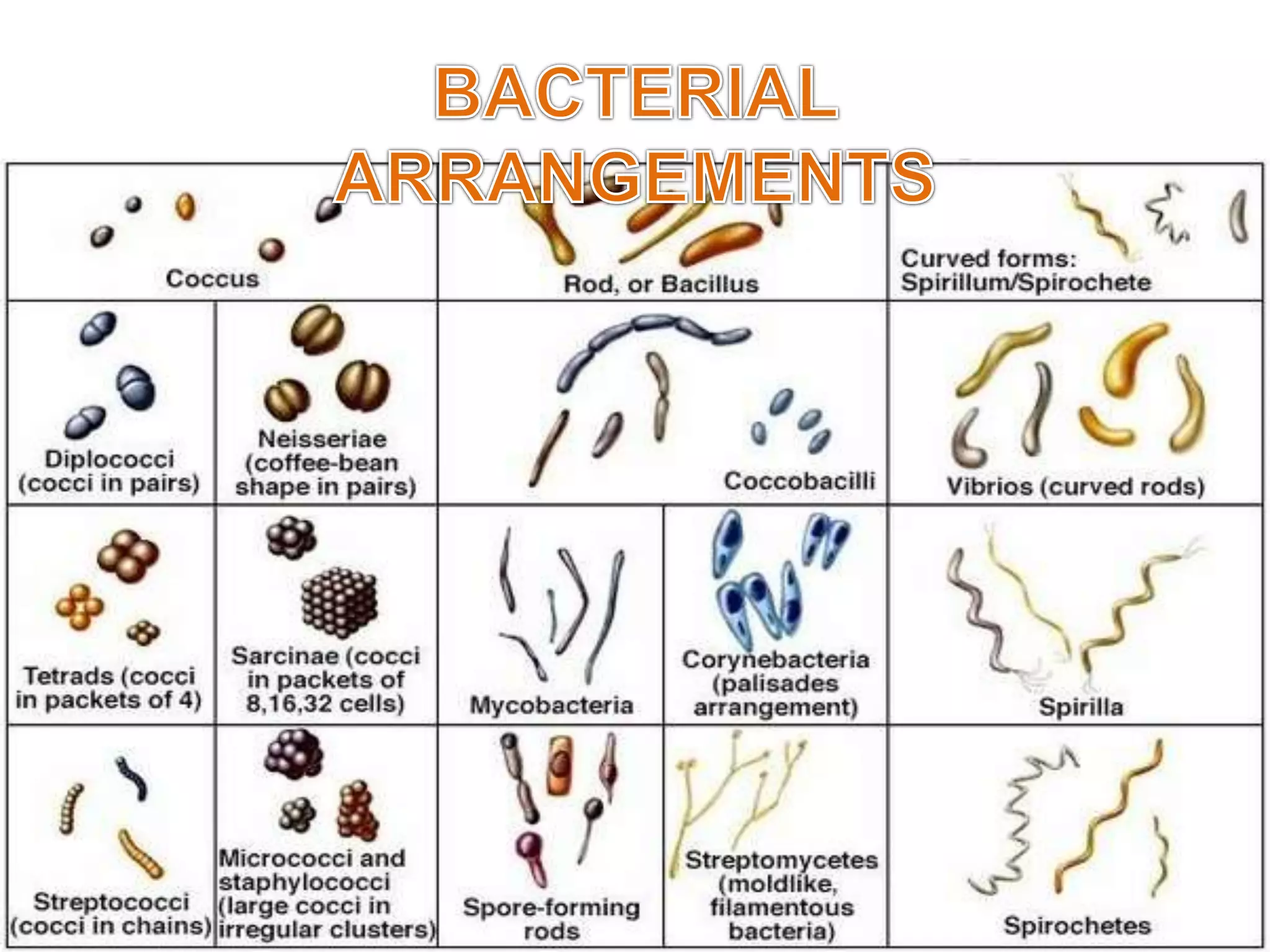 Different types of bacterial shape , cell size and its significance | PPT