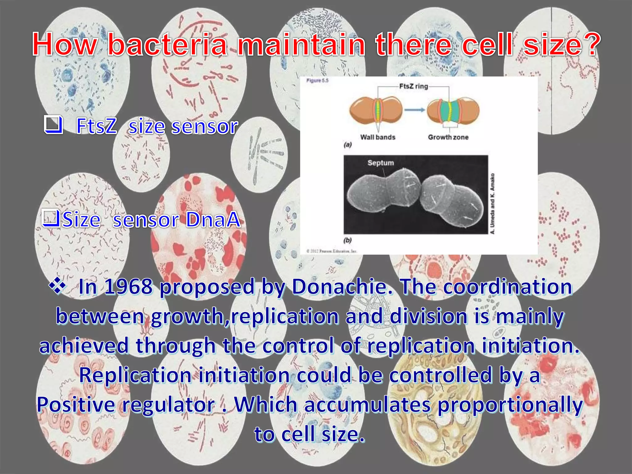 Different types of bacterial shape , cell size and its significance | PPT