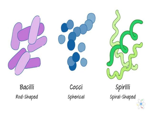 Different types of bacterial shape , cell size and its significance | PPT