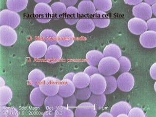 Different types of bacterial shape , cell size and its significance | PPTX