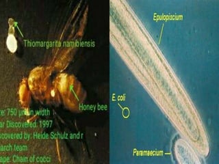 Epulopiscium Fishelsoni