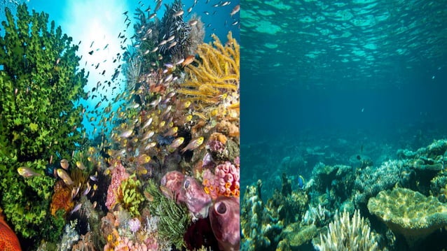 the different_types_of_biomes. in environment pptx | PPT