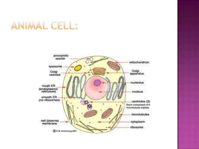 Different types of cells | PPT
