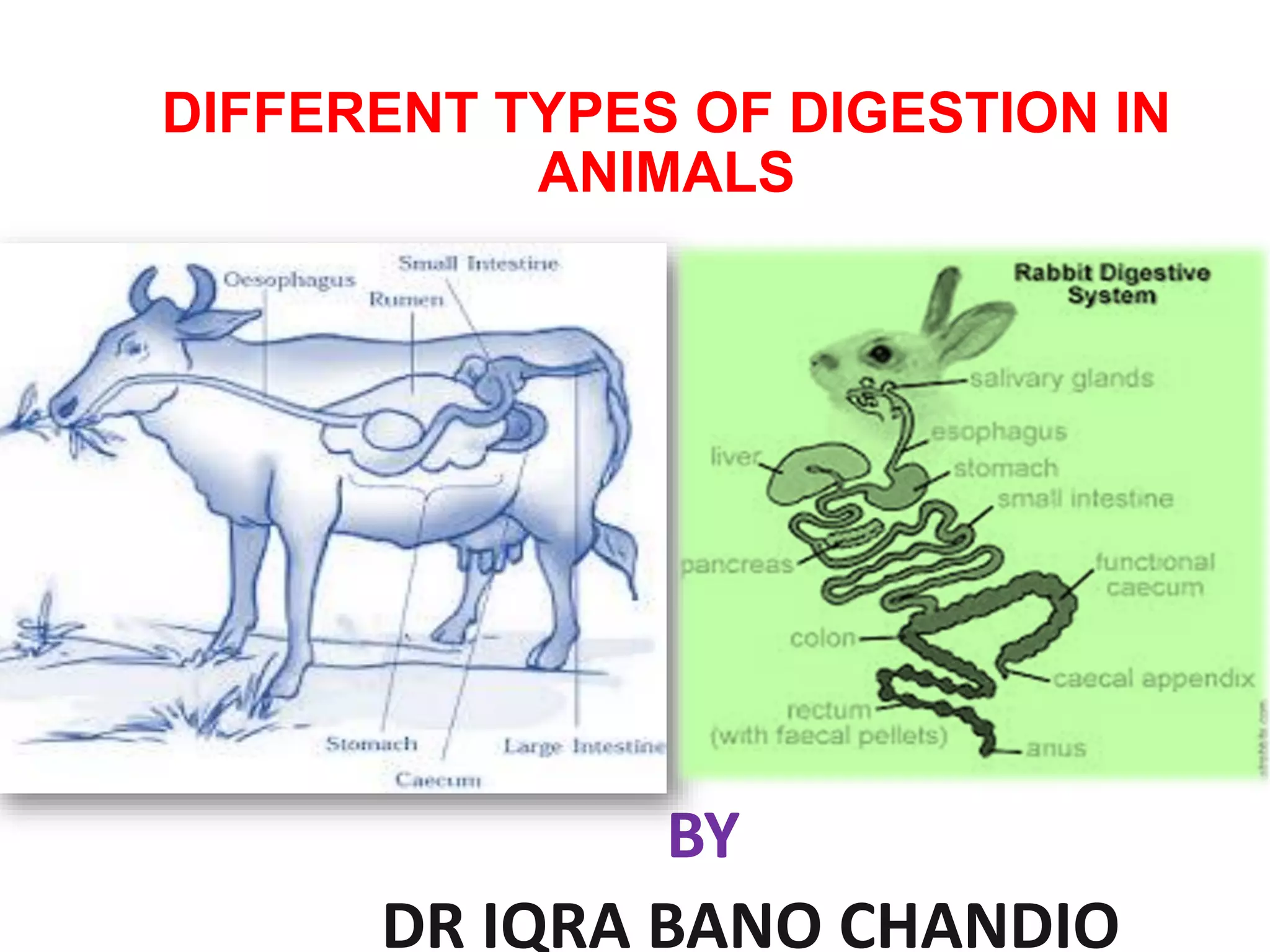 Different types of digestive system in animals.pdf