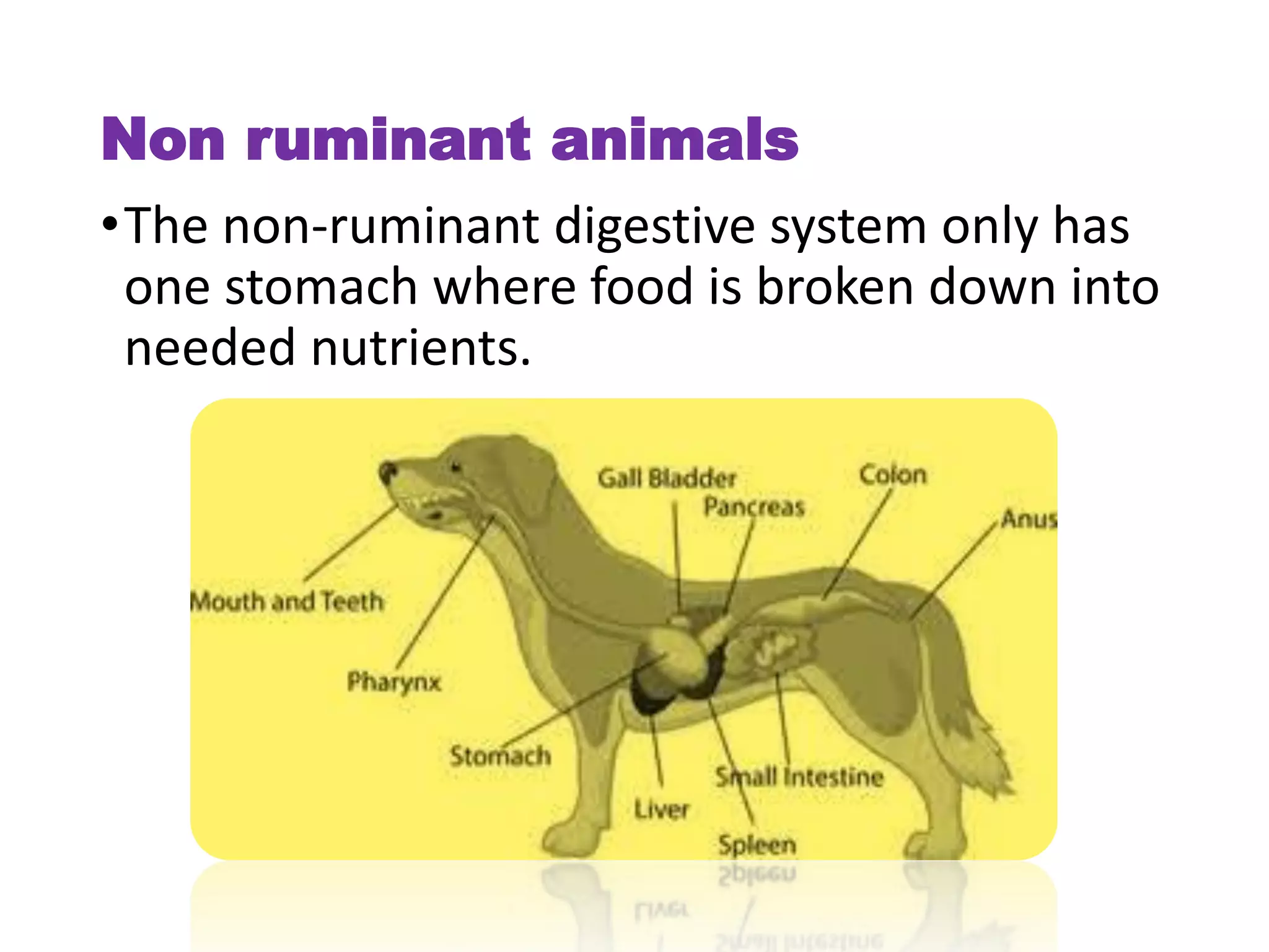 Different types of digestive system in animals.pdf