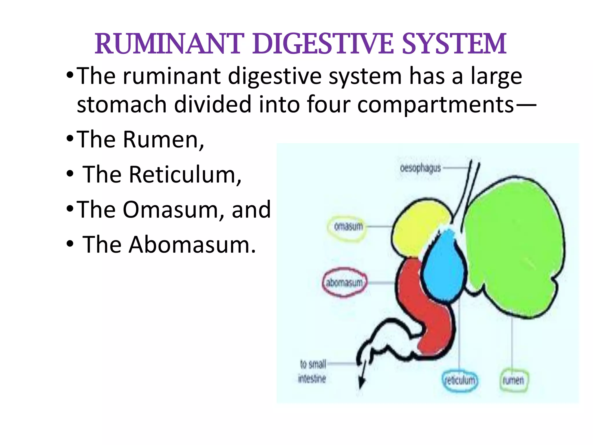 Different types of digestive system in animals.pdf