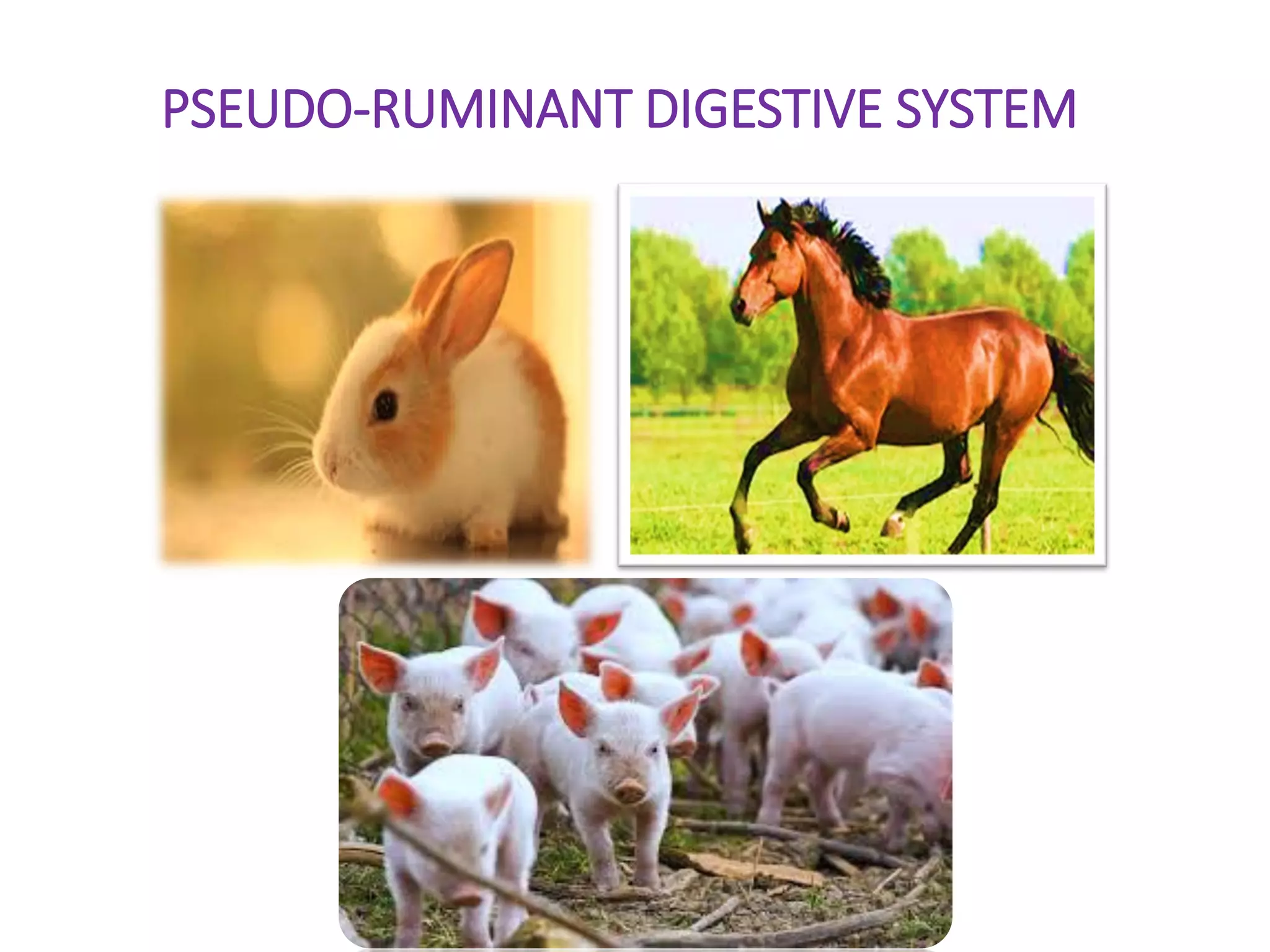 Different types of digestive system in animals.pdf