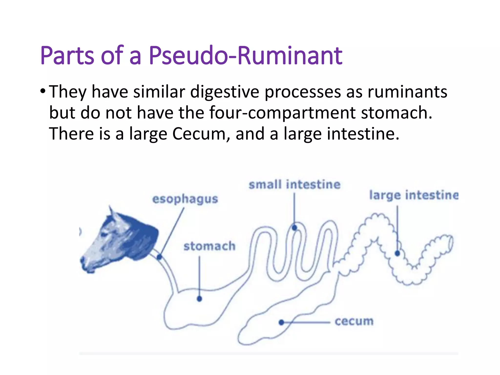 Different types of digestive system in animals.pdf
