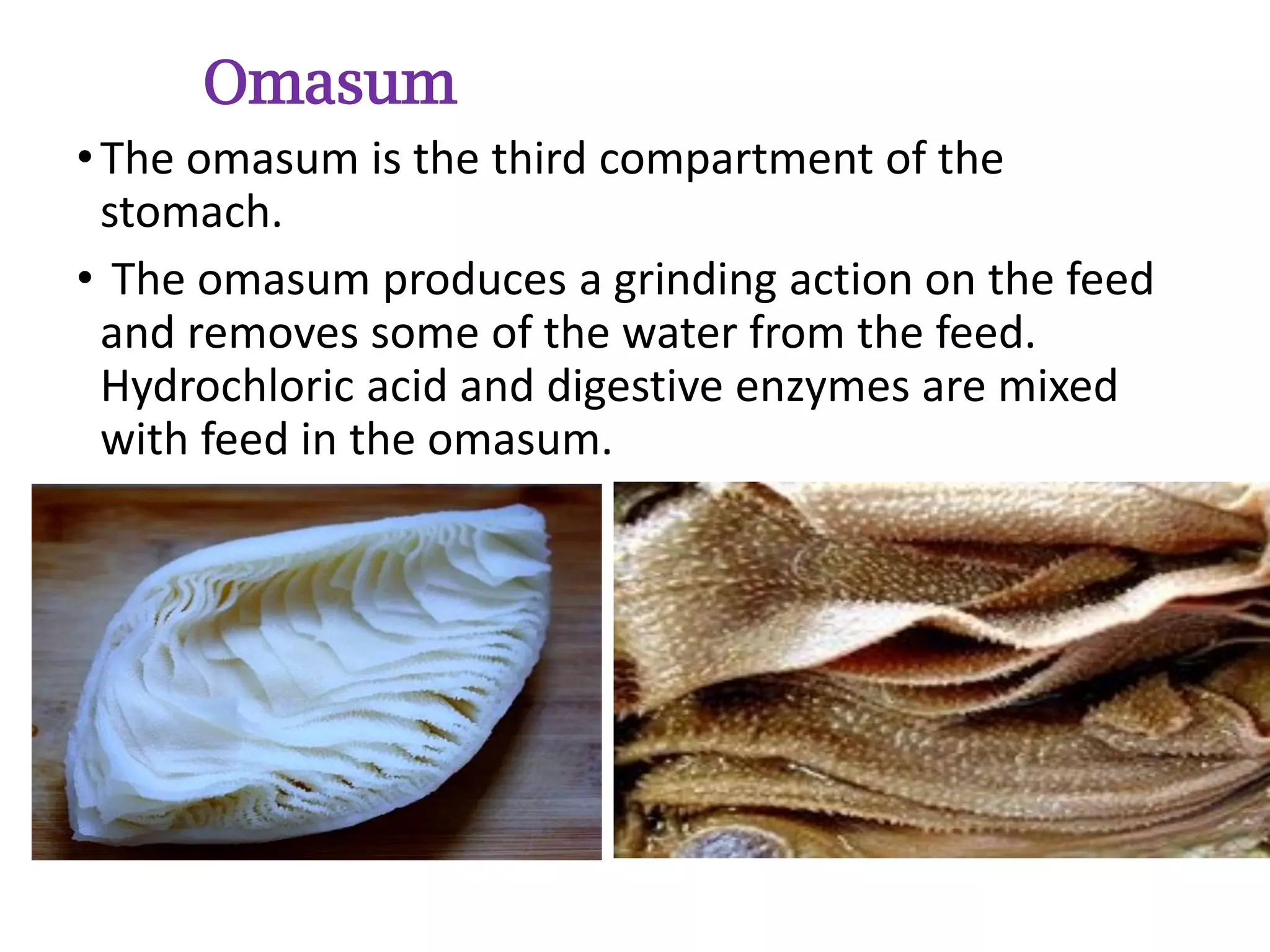 Different types of digestive system in animals.pdf