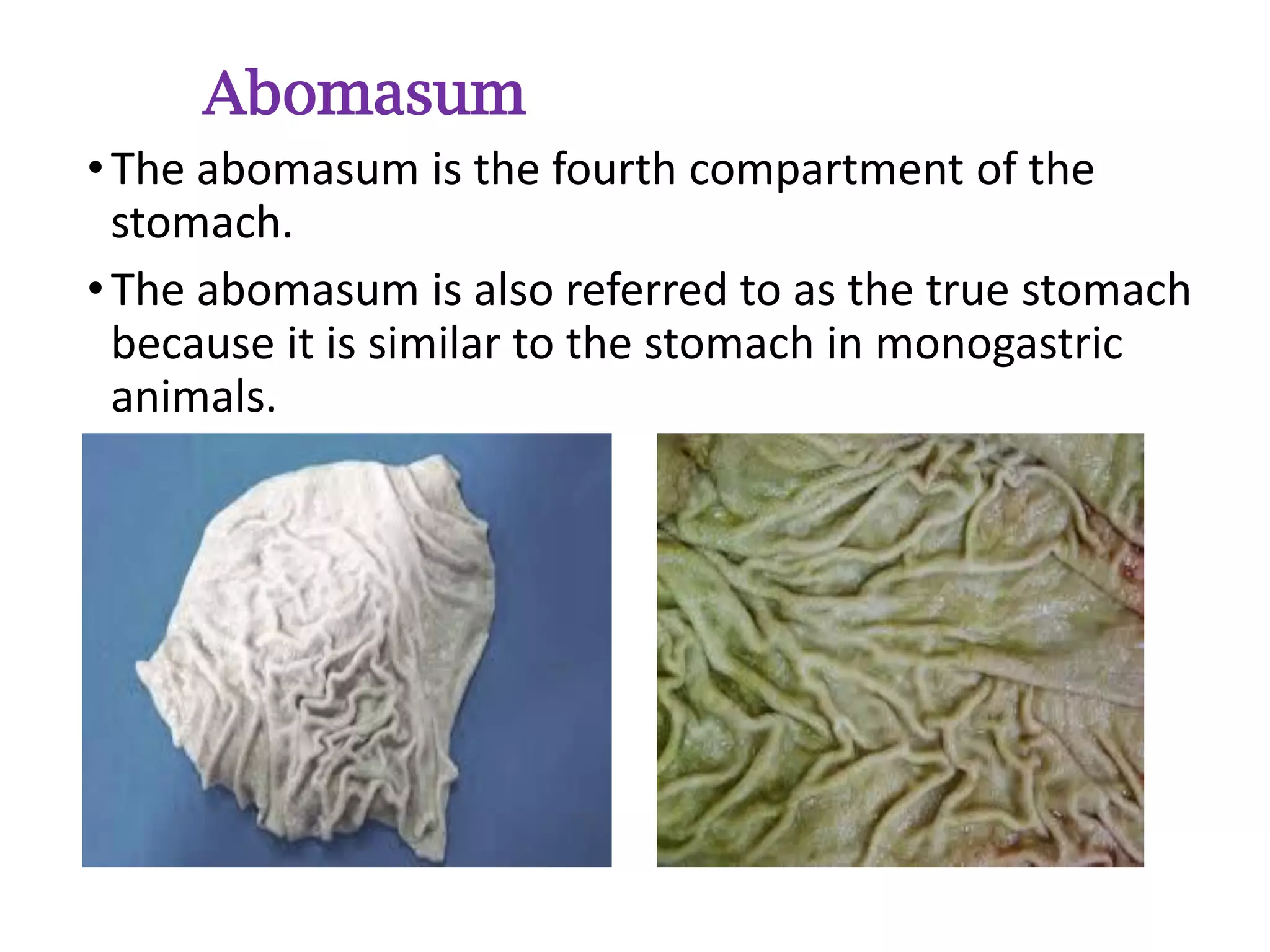 Different types of digestive system in animals.pdf