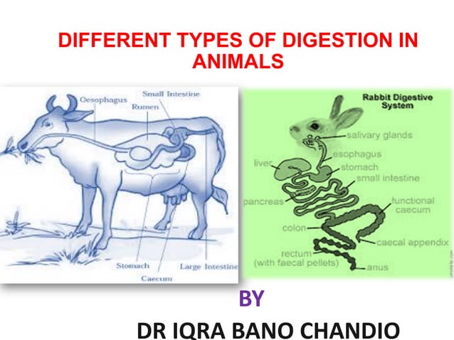 Different types of digestive system in animals.pdf