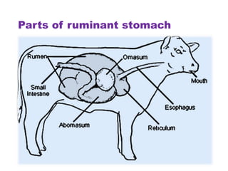Different types of digestive system in animals.pdf