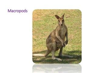 Different types of digestive system in animals.pdf