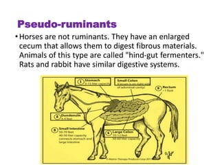 Different types of digestive system in animals.pdf