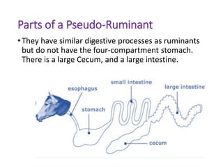 Different types of digestive system in animals.pdf