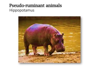 Different types of digestive system in animals.pdf