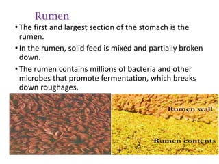 Different types of digestive system in animals.pdf