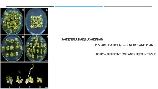 Different types of Explants in Tissue Culture.pptx