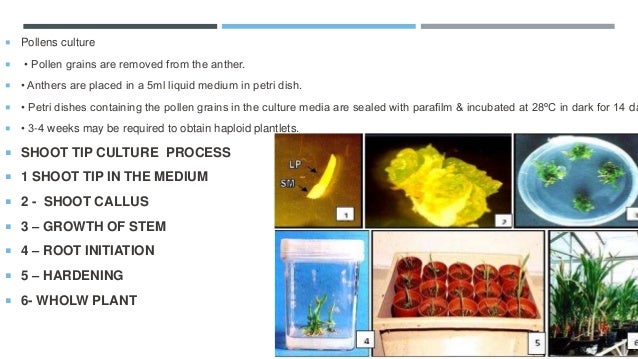 Different types of Explants in Tissue Culture.pptx