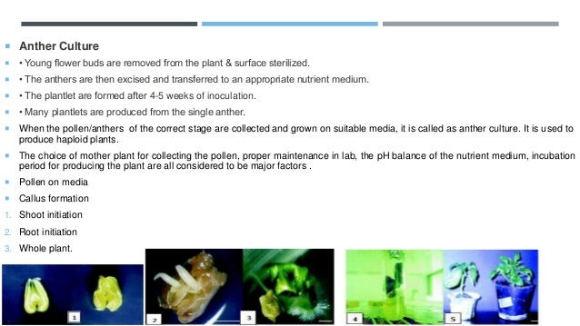 Different types of Explants in Tissue Culture.pptx