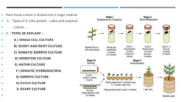 Different types of Explants in Tissue Culture.pptx