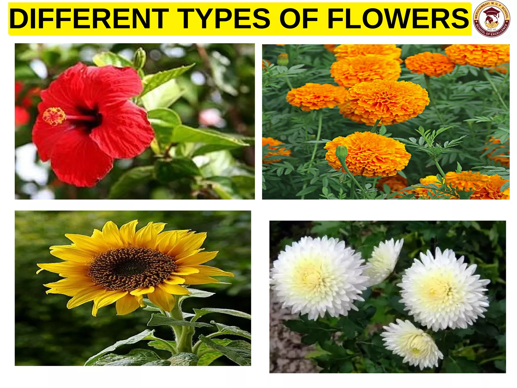 Different types of flowers odp | PPT