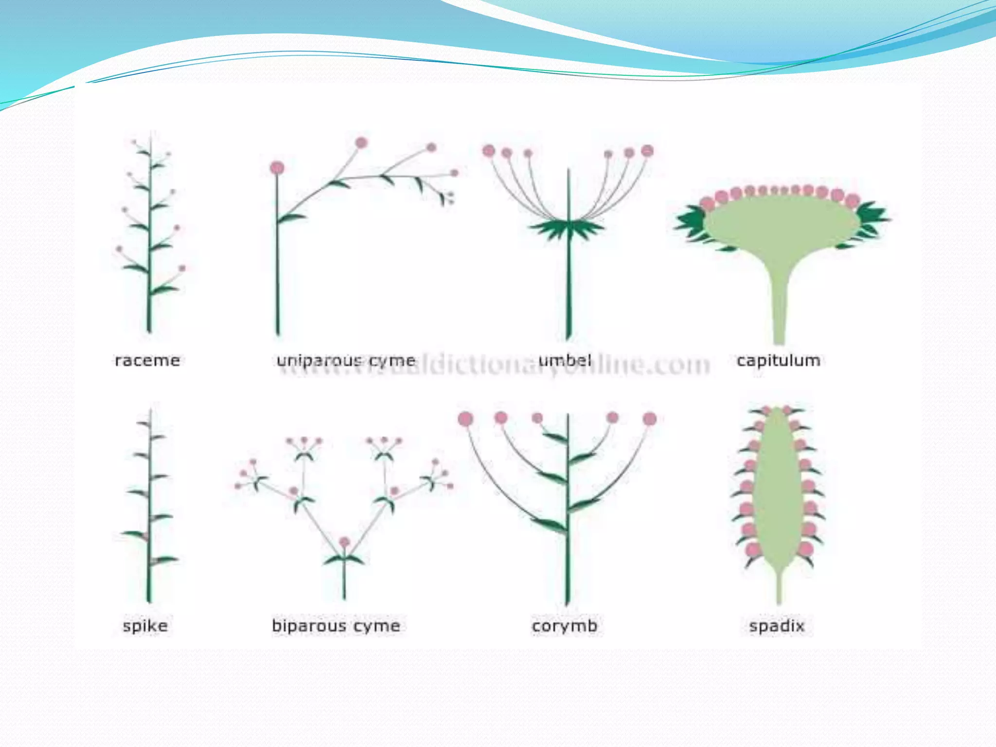 Different types of inflorescence | PPTX