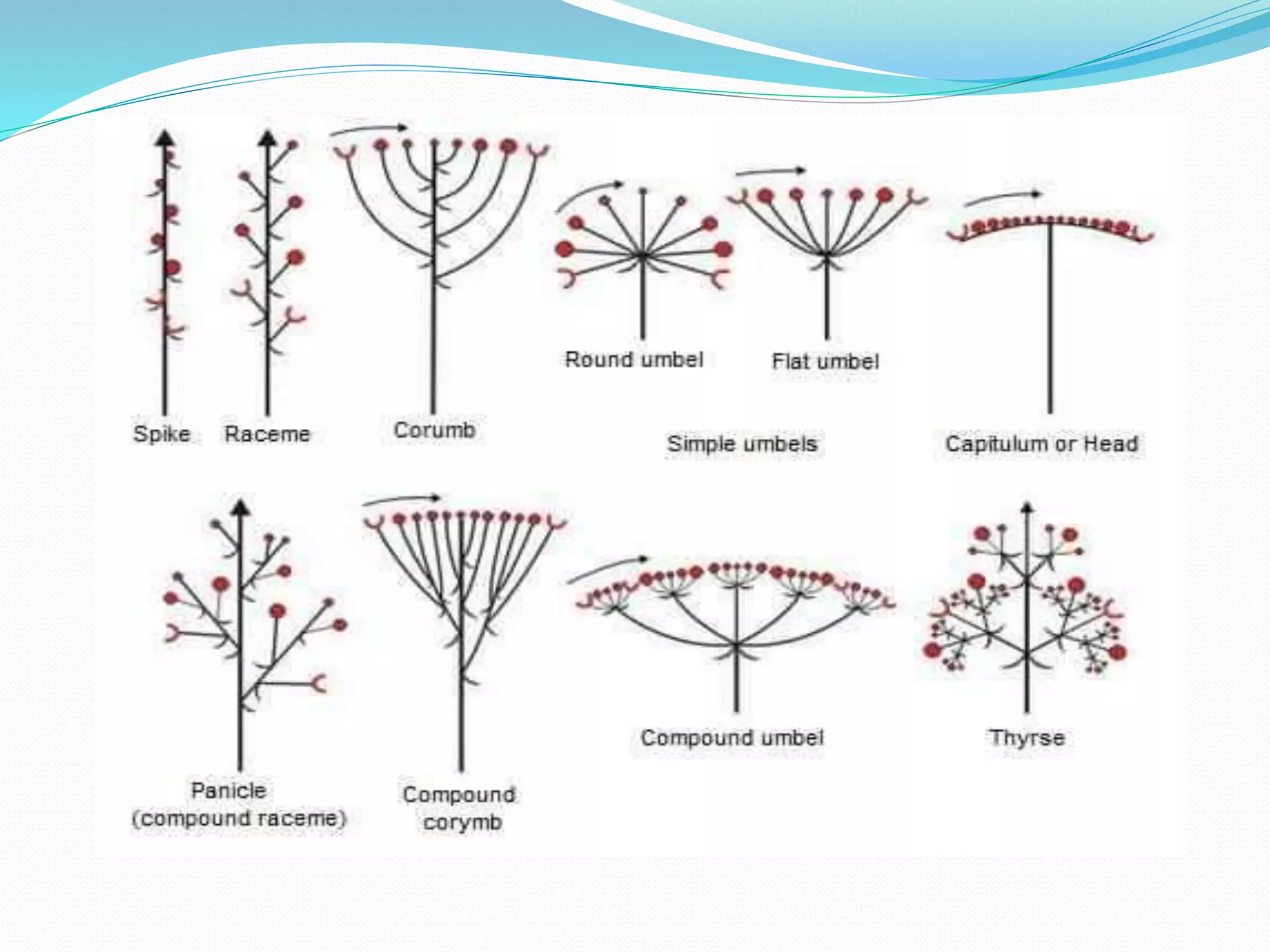Different types of inflorescence | PPTX