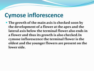 Different types of inflorescence | PPTX
