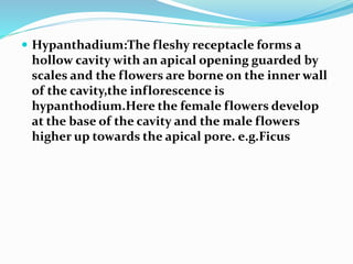 Different types of inflorescence | PPTX