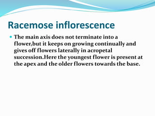 Different types of inflorescence | PPTX