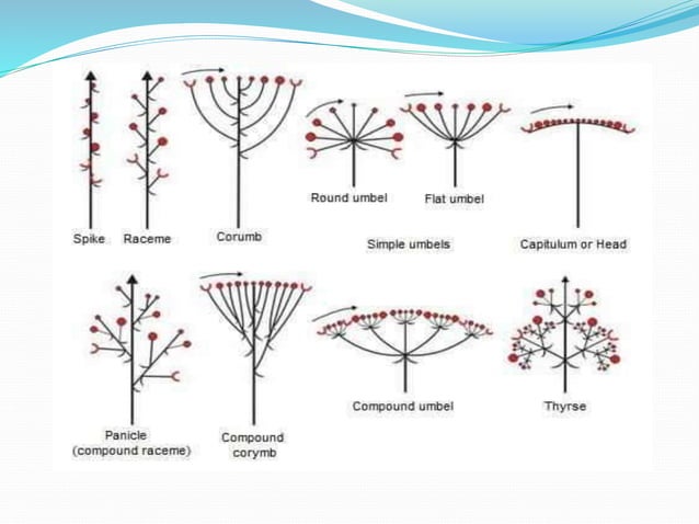 Different Types Of Inflorescence