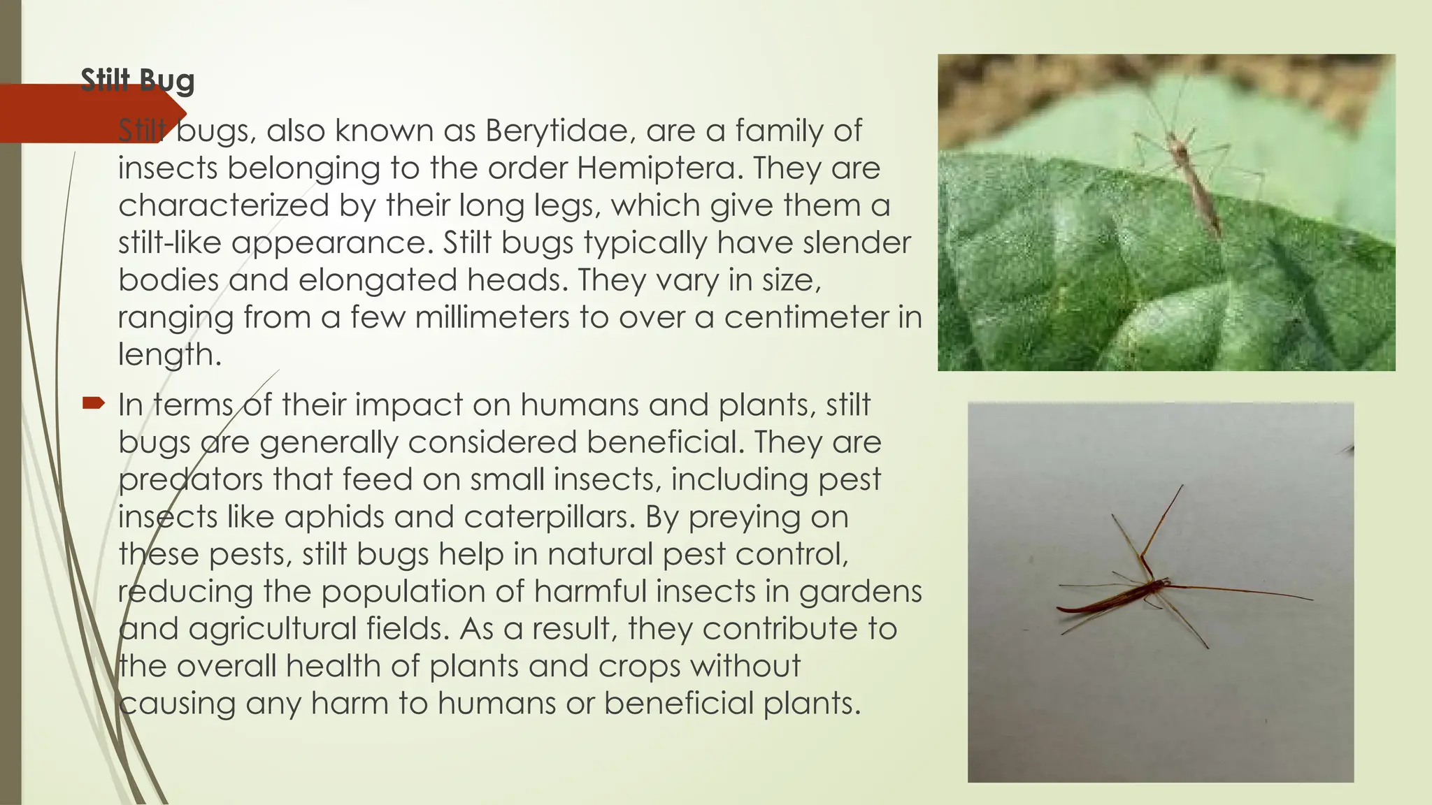 Different Types of Insects and their cha | PPT