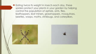 Different Types of Insects and their cha | PPTX