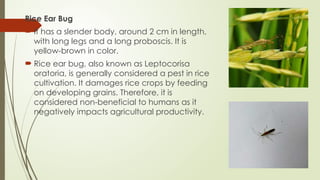 Different Types of Insects and their cha | PPTX