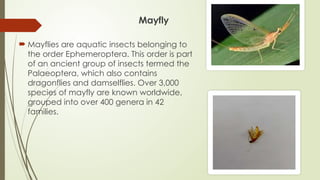 Different Types of Insects and their cha | PPT