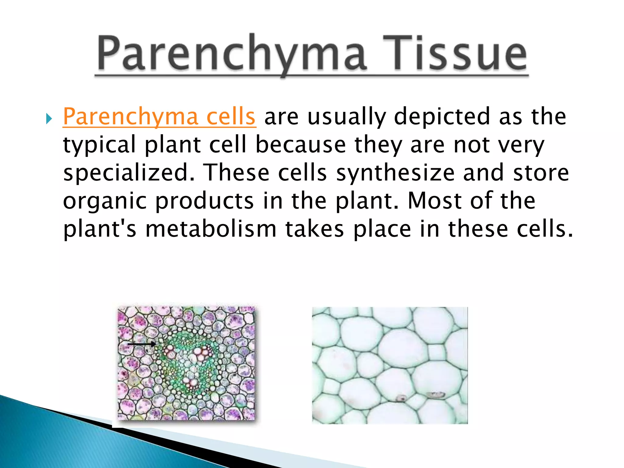 Different types of plant cells | PPTX